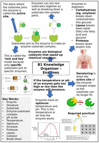 GCSE Enzymes Worksheet and Knowledge Organiser | Teaching Resources