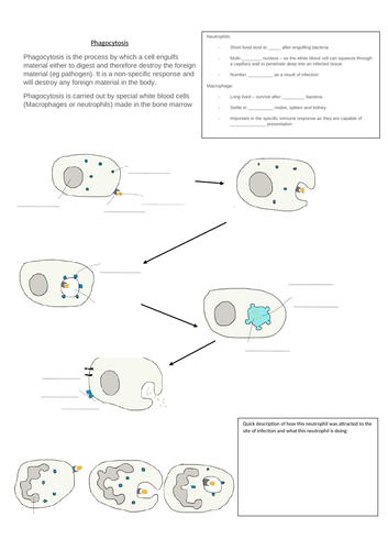 A LEVEL Phagocytosis worksheet | Teaching Resources
