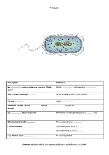 A LEVEL Prokaryote label and table | Teaching Resources