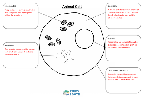 Animal & Plant Cell worksheets: Colour & label | Teaching Resources