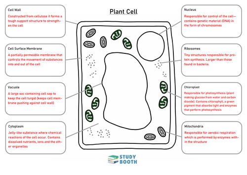Animal & Plant Cell worksheets: Colour & label | Teaching Resources