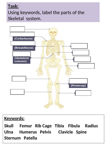 activate-one-b2-structure-and-function-of-body-systems-the
