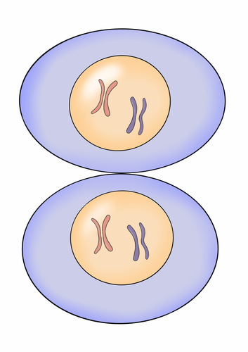 Mitosis Cell Division Wall Display Posters PMAT A4 Biology and Science ...