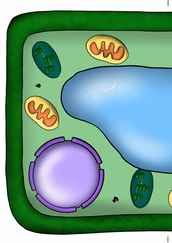 Plant, Animal and Bacterial Cell Wall Science Display Posters A3/A4 ...