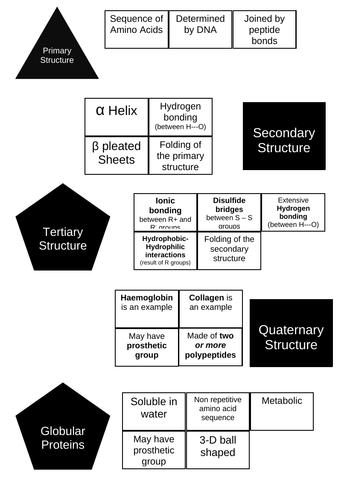 Proteins matching game (44 pieces) | Teaching Resources