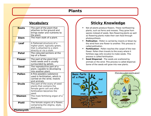 Plants Knowledge Organiser - Science | Teaching Resources