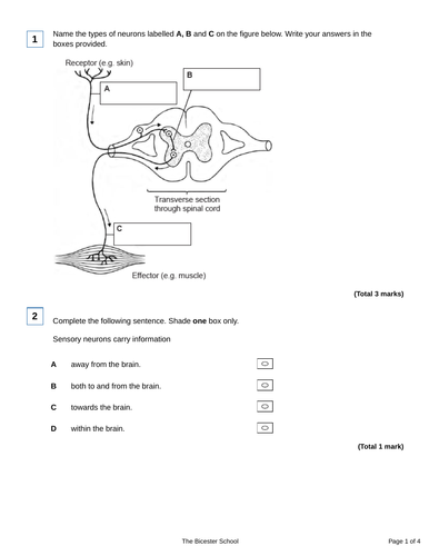 AQA A-Level Psychology Biopsychology – Neurons | Teaching Resources