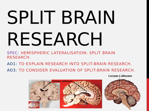 AQA A-Level Psychology Biopsychology – Split Brain Research (2 part ...
