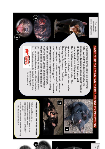 THE ENDANGERED TASMANIAN DEVIL -AUSTRALIAN NATIVE ANIMAL | Teaching ...