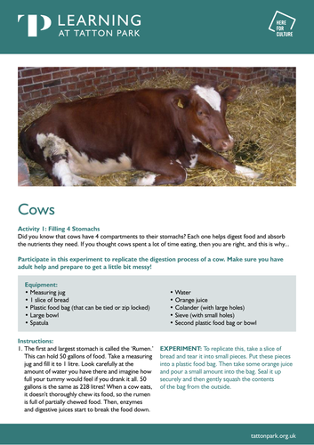 Cows | Teaching Resources
