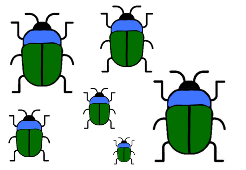 Ordering by Size (Insects) | Teaching Resources