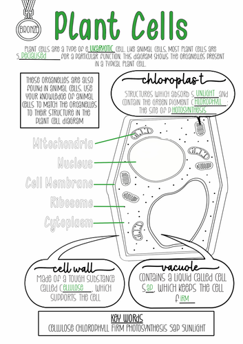 Animal and Plant Cell Differentiated Worksheets | Teaching Resources