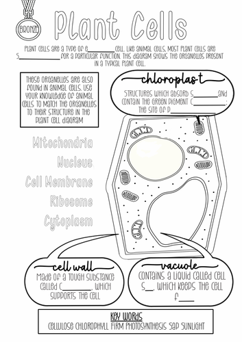 Animal and Plant Cell Differentiated Worksheets | Teaching Resources