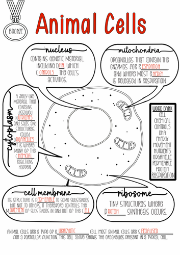 Animal and Plant Cell Differentiated Worksheets | Teaching Resources