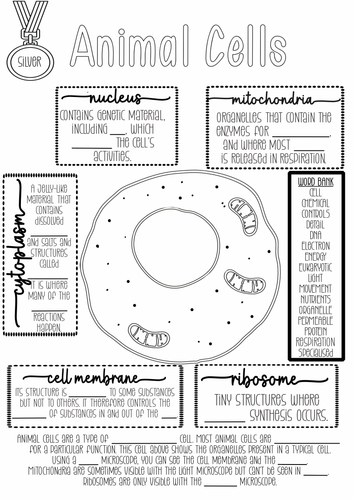 Animal and Plant Cell Differentiated Worksheets | Teaching Resources