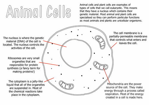 Animal and Plant Cell Differentiated Worksheets | Teaching Resources