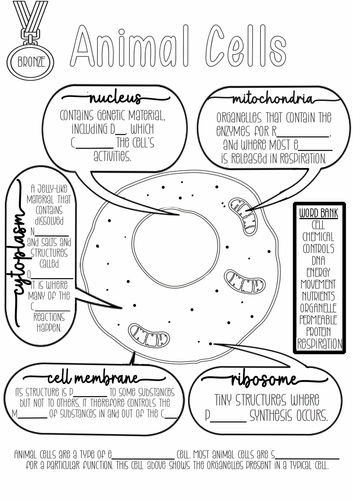 Animal and Plant Cell Differentiated Worksheets | Teaching Resources