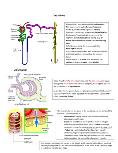 Homeostasis - Biology A Level: teacher ppt and student google Doc's ...