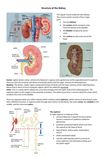 Homeostasis - Biology A Level: teacher ppt and student google Doc's ...