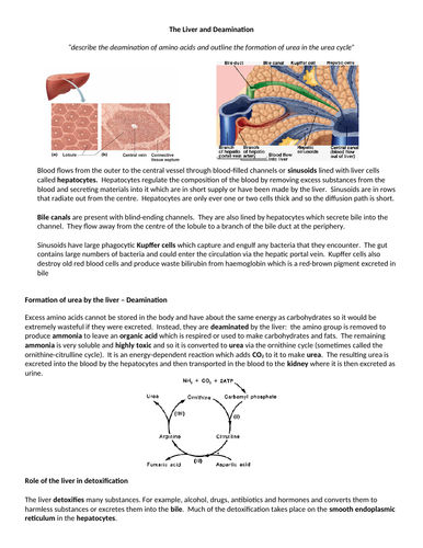Homeostasis - Biology A Level: teacher ppt and student google Doc's ...