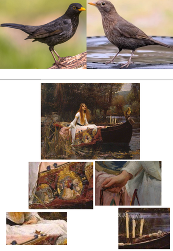 Skellig Theme Lessons | Teaching Resources