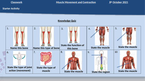 Muscular System Teaching Pack | Teaching Resources