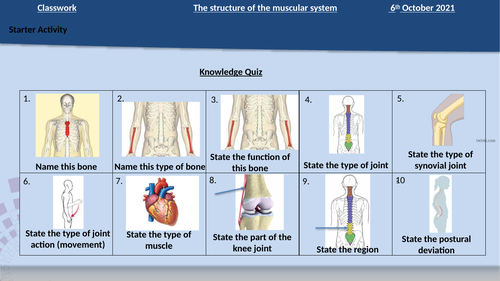 Muscular System Teaching Pack | Teaching Resources
