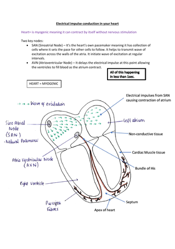 Heart Cardiac Cycle- A Level Biology OCR A | Teaching Resources