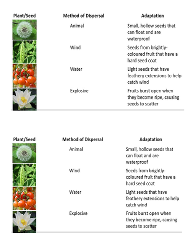 Seed dispersal KS3 Activate Science | Teaching Resources