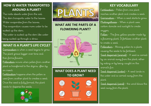 Year 3 PLANTS - Science Knowledge Organiser, Quiz and Key Words ...