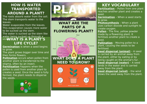 Year 3 PLANTS - Science Knowledge Organiser, Quiz and Key Words ...