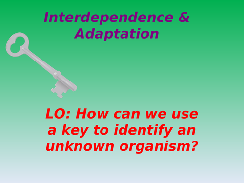 Science Interdependence Adaptation Food Chains Planning Year 5 and 6 ...