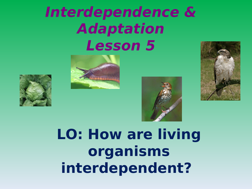 Science Interdependence Adaptation Food Chains Planning Year 5 and 6 ...