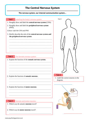 AQA Psychology: Biopsychology: Nervous System | Teaching Resources