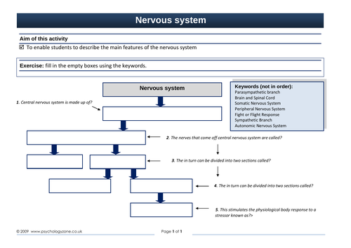 AQA Psychology: Biopsychology: Nervous System | Teaching Resources