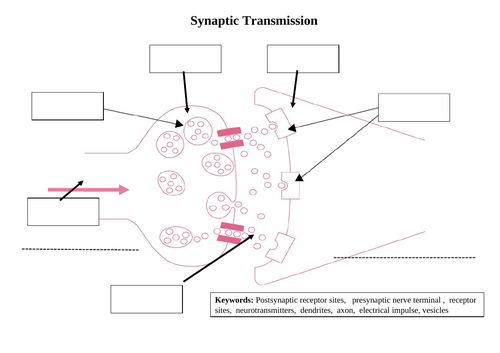 AQA Psychology: Biopsychology: Neurons and Synapse Transmission ...