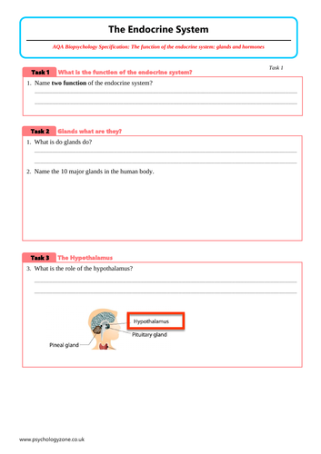 AQA Psychology: Biopsychology: Endocrine System | Teaching Resources