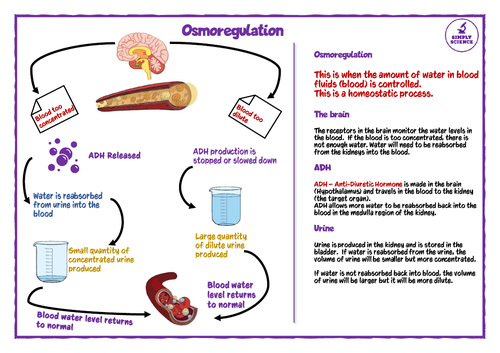 Osmoregulation revision card - GCSE CCEA | Teaching Resources