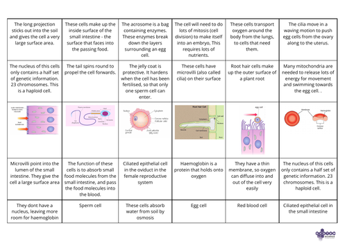 Specialised Cells Card Sort: GCSE Detail | Teaching Resources