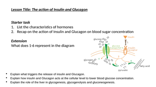 The Action of Insulin and Glucagon | Teaching Resources
