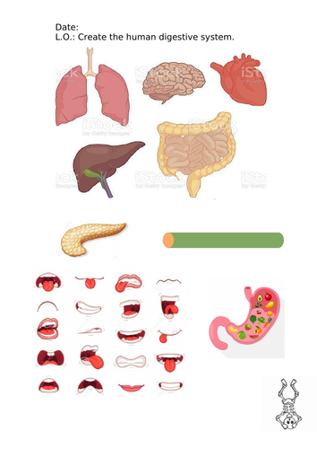 Labelling the human digestive system | Teaching Resources