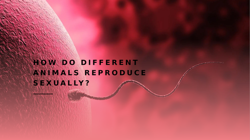 Exploring Science 7B – Sexual Reproduction in Animals | Teaching Resources