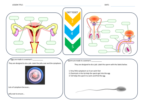 Exploring Science 7B – Sexual Reproduction in Animals | Teaching Resources