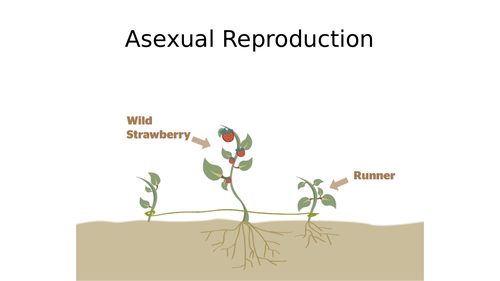 Exploring Science 8B – Plants and their Reproduction | Teaching Resources