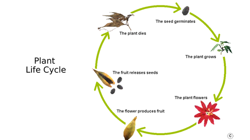 Exploring Science 8B – Plants and their Reproduction | Teaching Resources