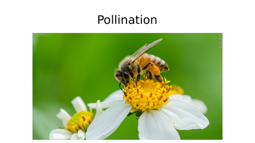 Exploring Science 8B – Plants and their Reproduction | Teaching Resources