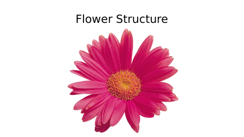 Exploring Science 8B – Plants and their Reproduction | Teaching Resources