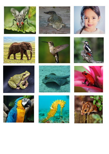 Year 5 Living Things & Habitats Lesson 1 - Pre-Assessment & Types of ...