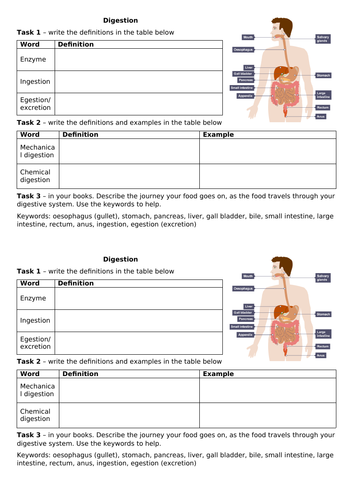 Digestion worksheet - enzymes, chemical and mechanical digestion ...