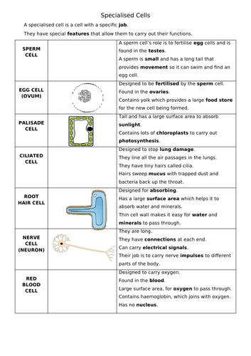 Specialised cell worksheet, keyword prompts biology | Teaching Resources